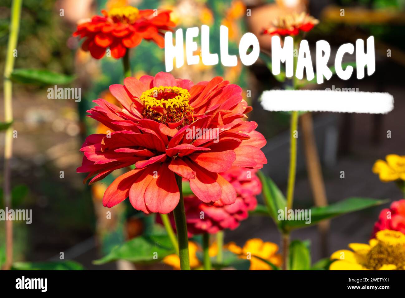 Text Hello March. Color spring background with blooming flowers Stock ...