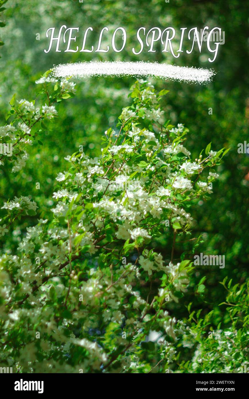 Hello, spring, the sunlight breaking through the crowns of the trees ...