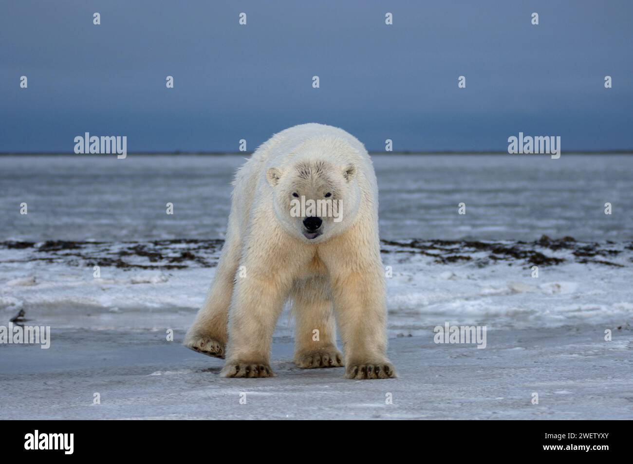 polar bear, Ursus maritimus, on the pack ice, 1002 coastal plain of the ...
