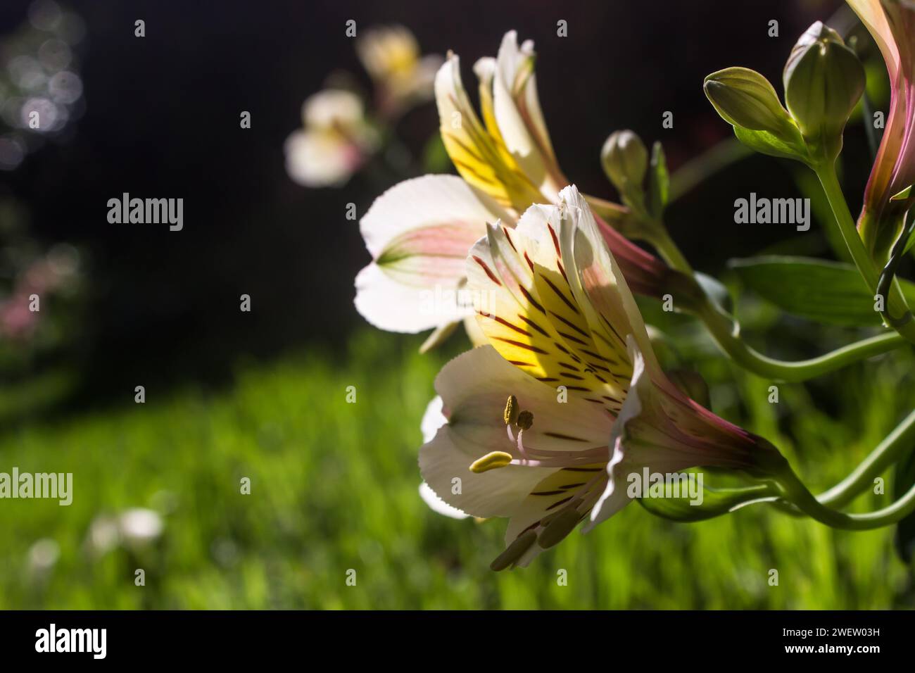 Inca lily hi-res stock photography and images - Alamy