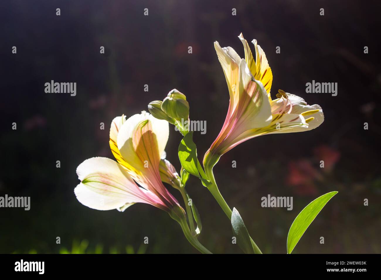 Inca lily hi-res stock photography and images - Alamy