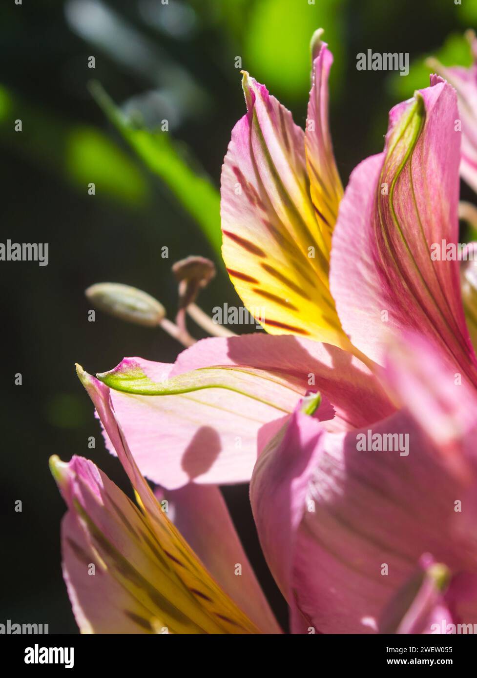 Inca lily hi-res stock photography and images - Alamy
