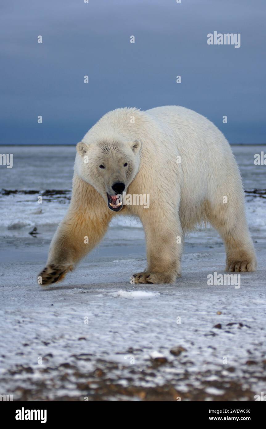 polar bear, Ursus maritimus, yawning, 1002 coastal plain of the Arctic ...
