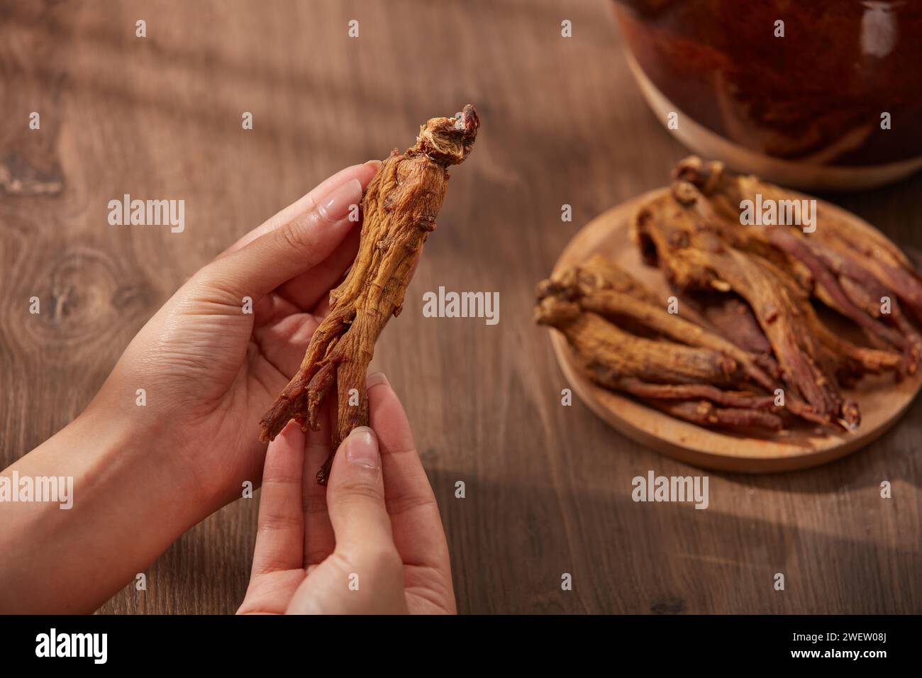 A red ginseng root in female hands on a matte brown wooden background ...