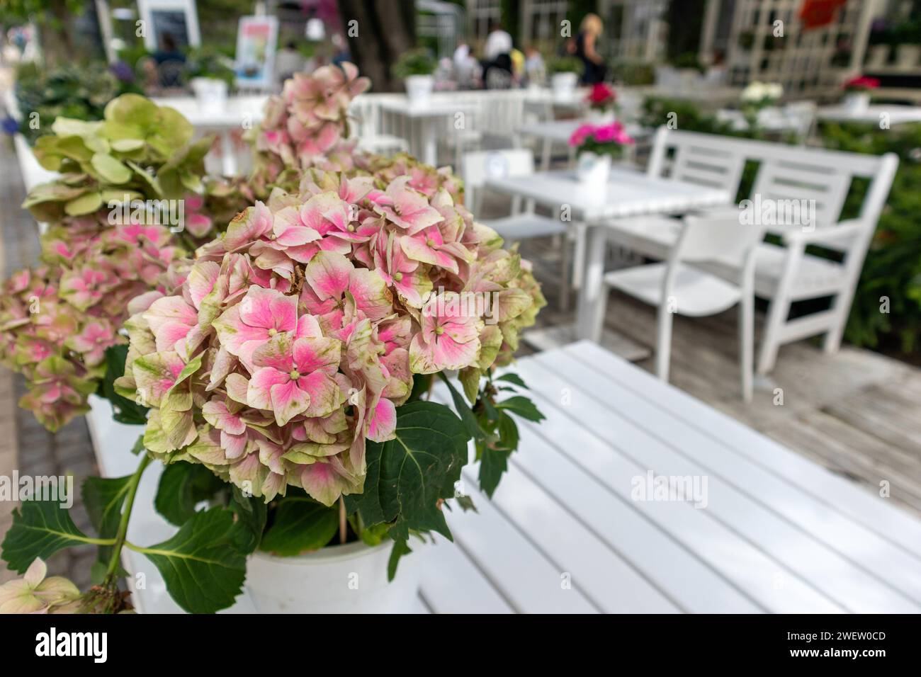 Pink flowers in an outdoor terrace cafe with white tables and chairs ...