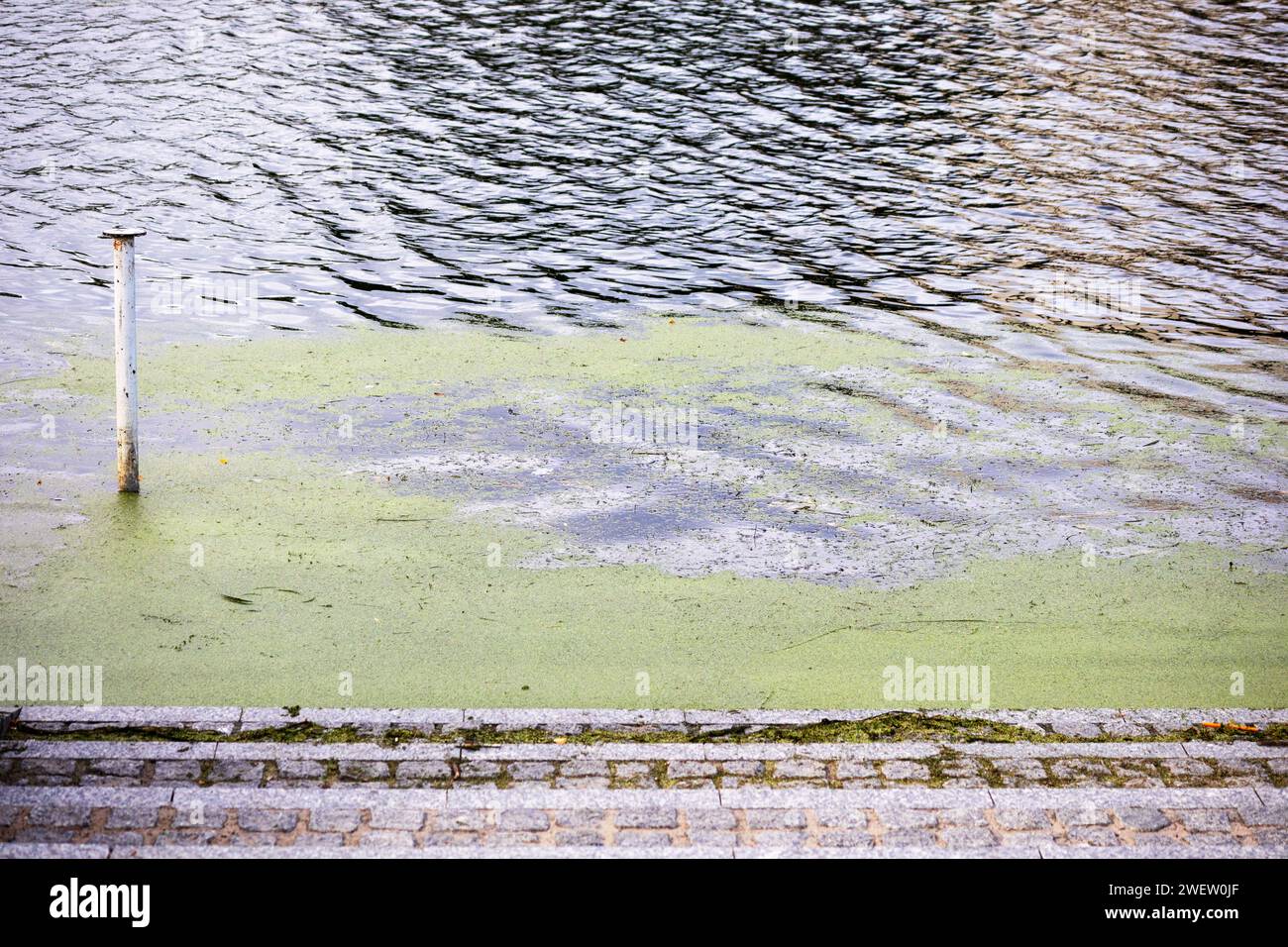 Water with green sludge floating on top Stock Photo - Alamy