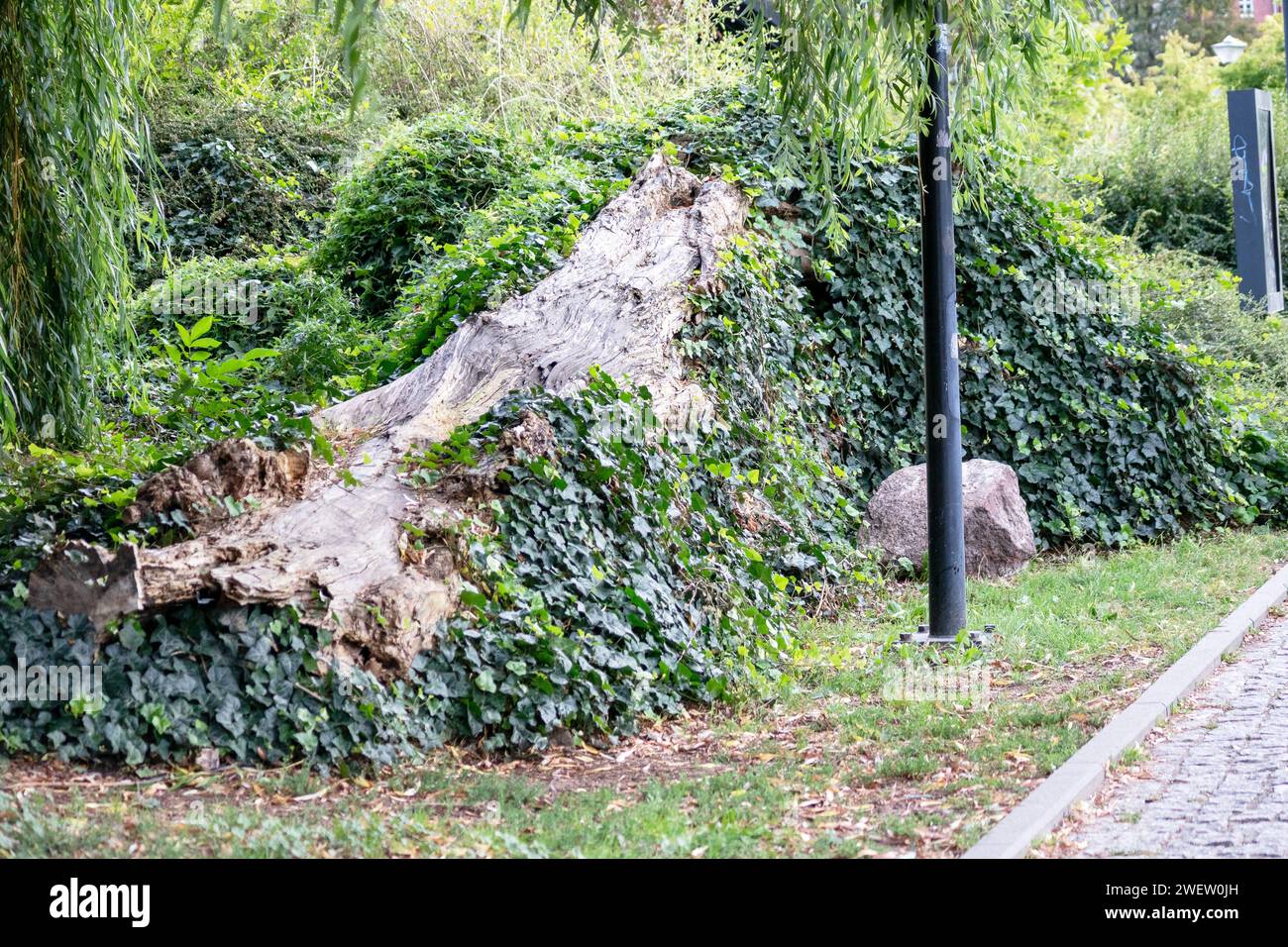 Overgrown tree branch waterfall hi-res stock photography and images - Alamy