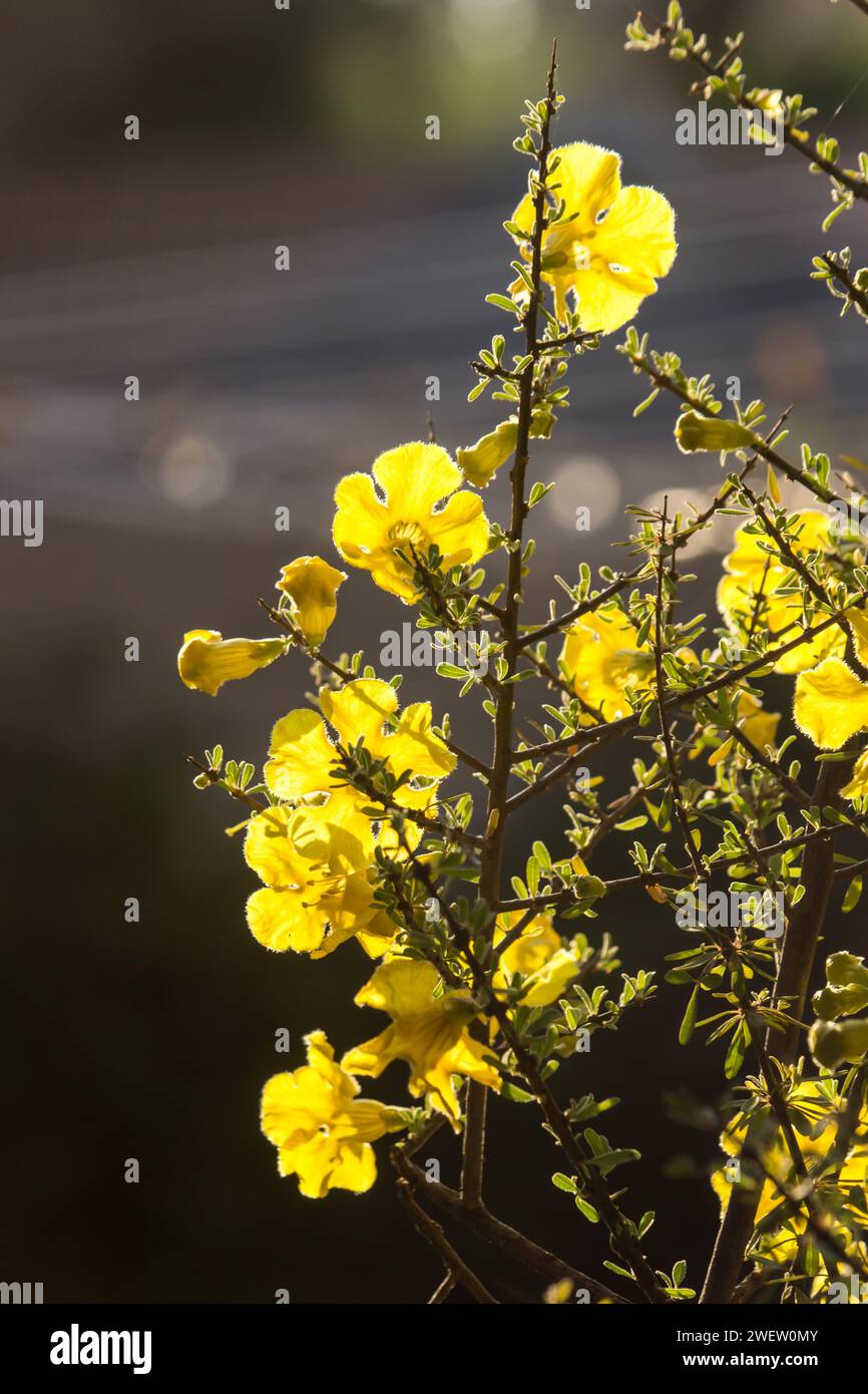 Karoo rhigozum hi-res stock photography and images - Alamy