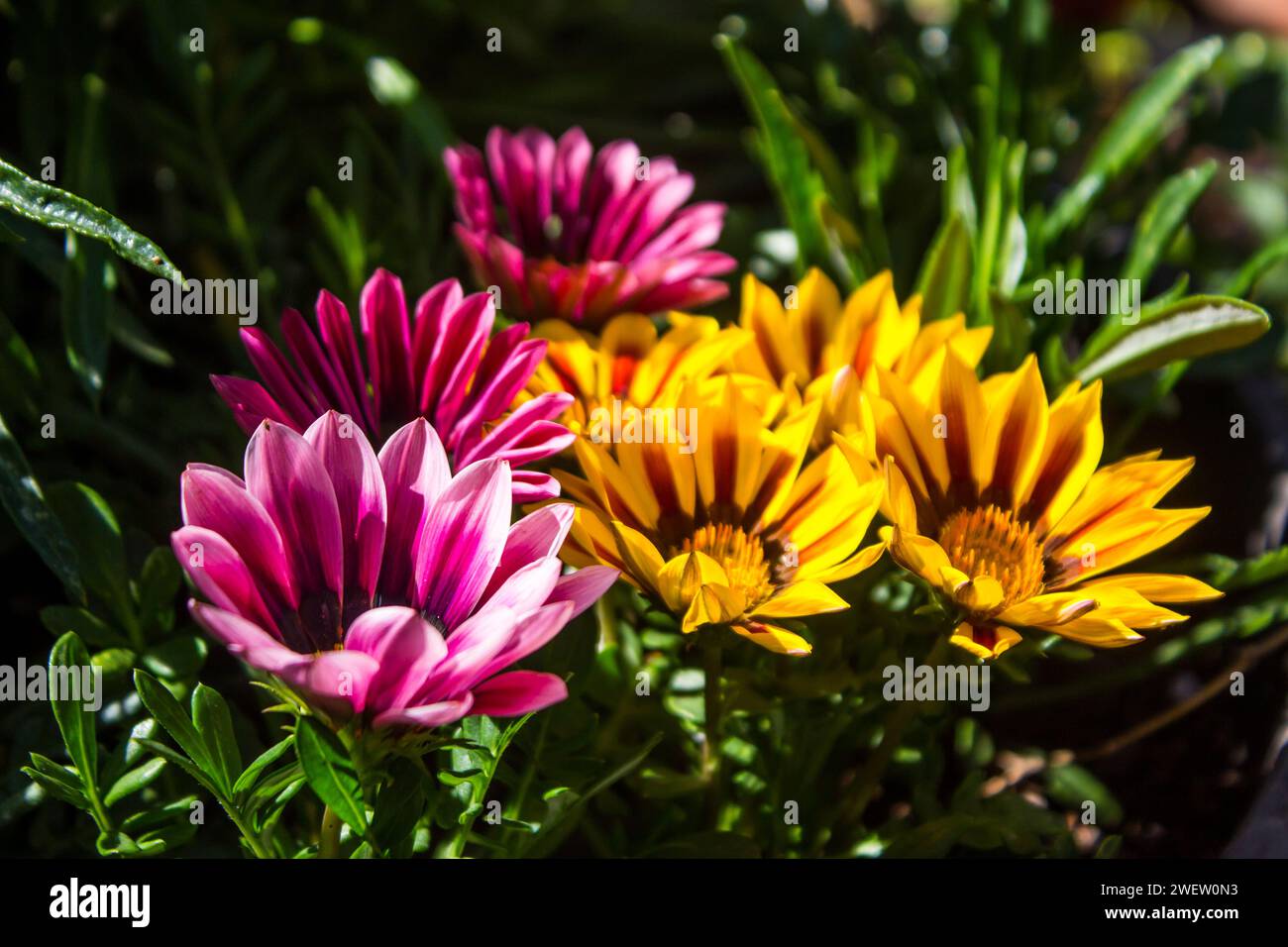 Bright coloured flowers hi-res stock photography and images - Alamy