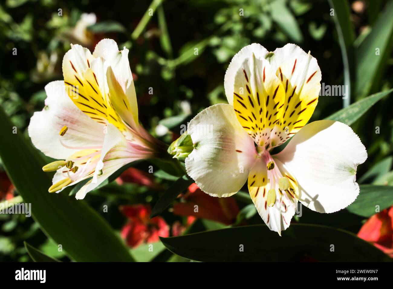 Inca lily hi-res stock photography and images - Alamy
