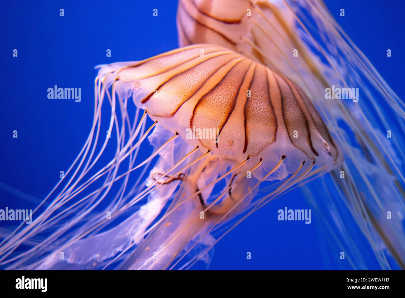 Japanese sea nettles (Chrysaora pacifica) at the Georgia Aquarium in ...
