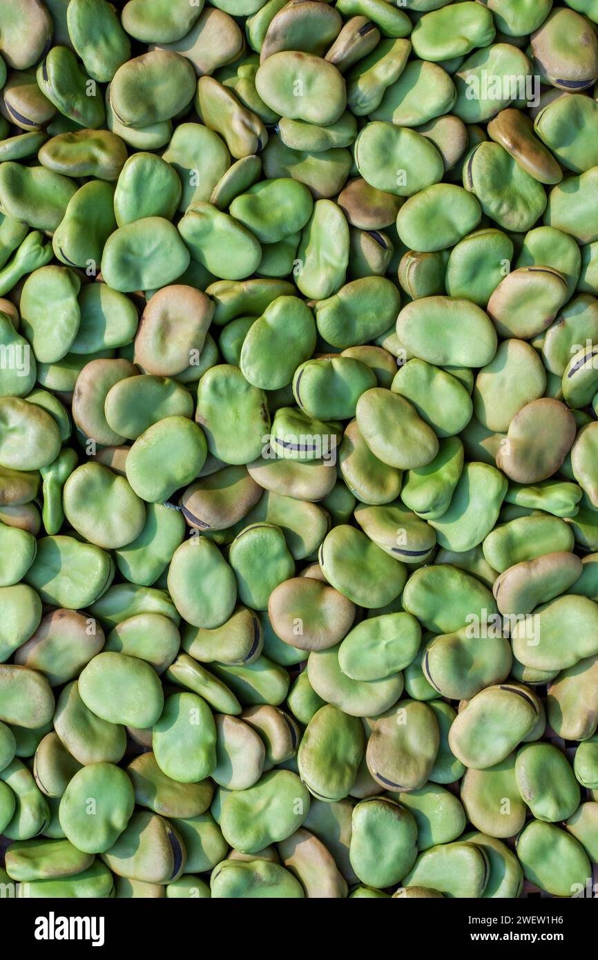 Mature broad beans background Stock Photo - Alamy
