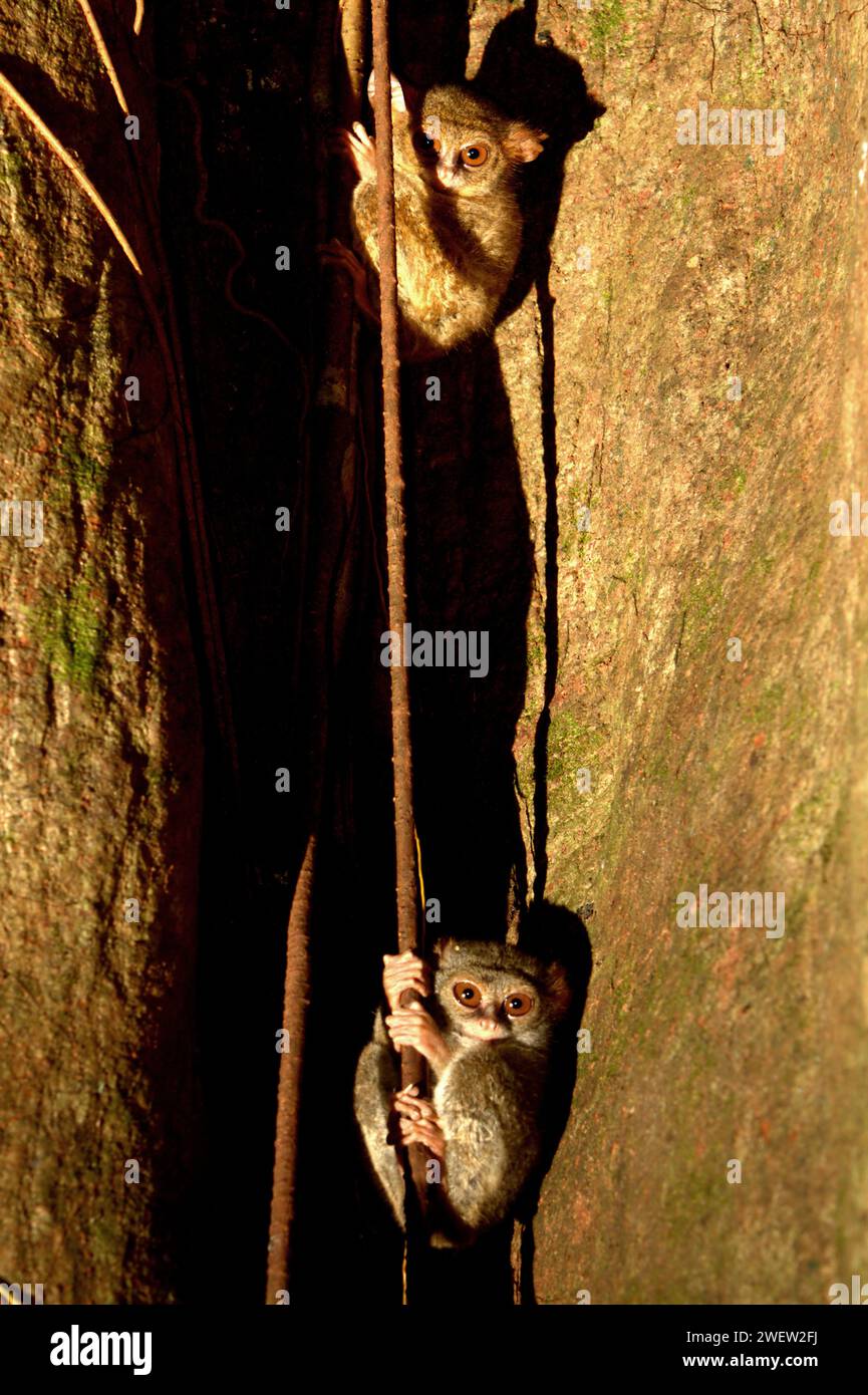 Tarsius sp hi-res stock photography and images - Alamy