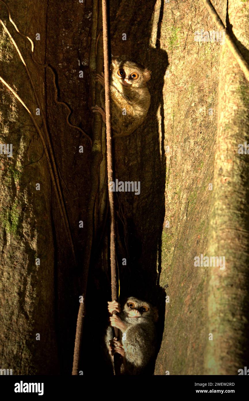 Monkey ghost hi-res stock photography and images - Alamy