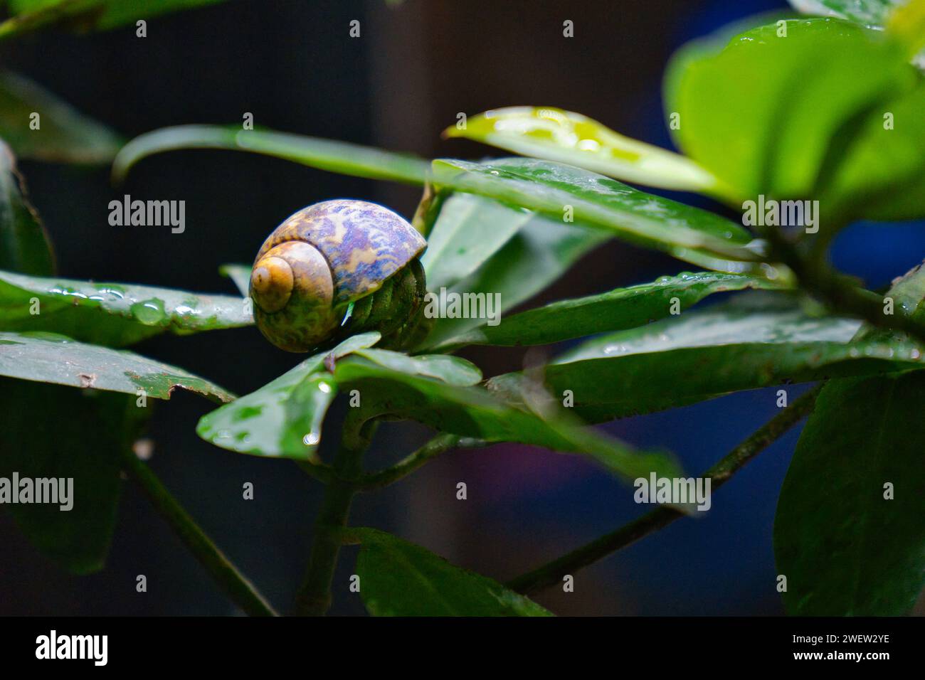 Hermit crab in gastropod shell on leaf of aquatic plant underwater ...