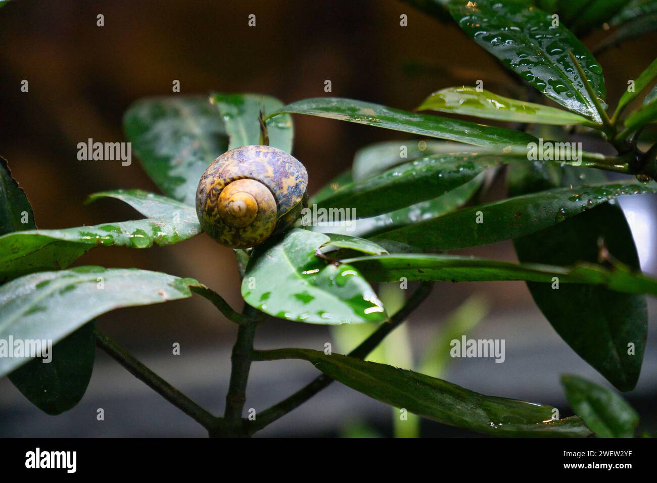 Hermit crab in gastropod shell on leaf of aquatic plant underwater ...