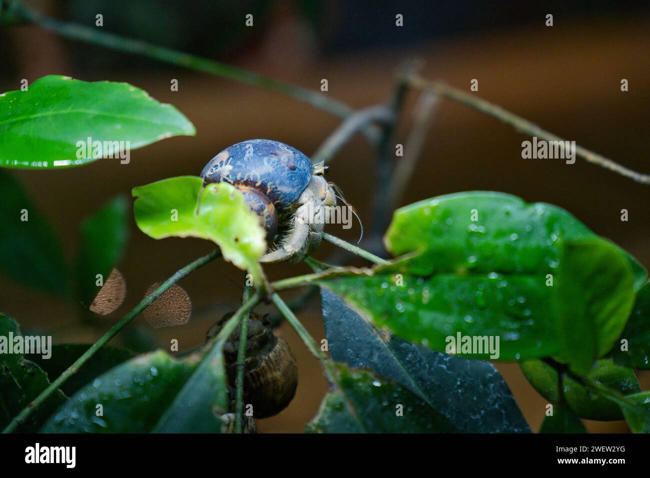 Hermit crab in gastropod shell on leaf of aquatic plant underwater ...