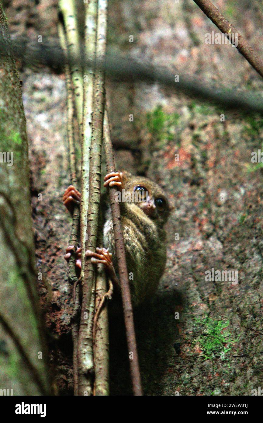 Tarsius sp hi-res stock photography and images - Alamy