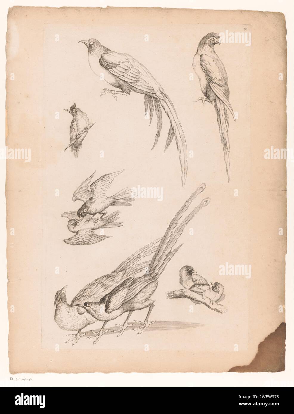 Nine chinese birds hi-res stock photography and images - Alamy