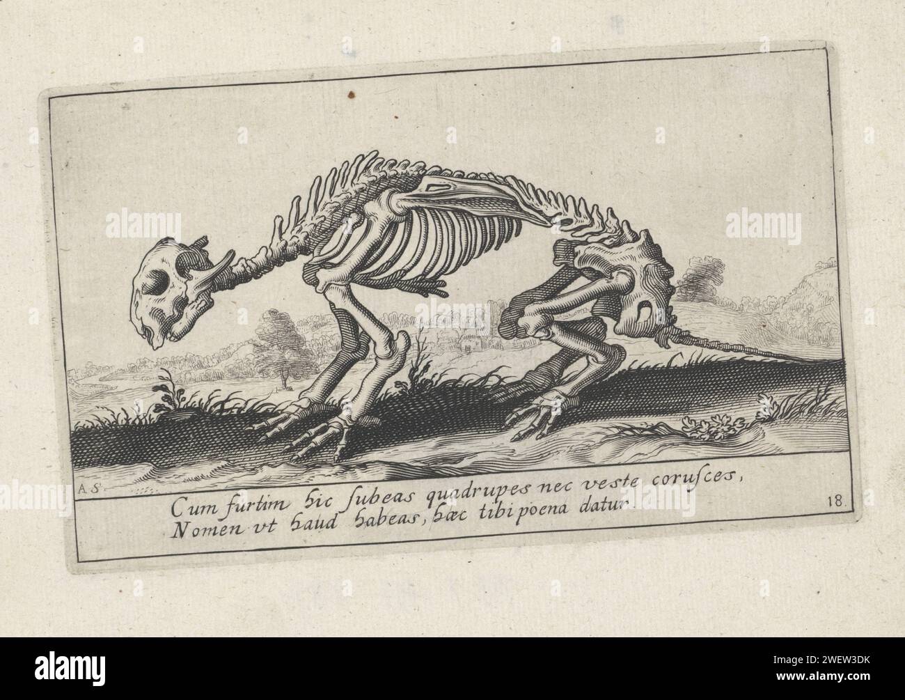 Skeleton of an unknown mammal, Andries Jacobsz. Stock, after Hendrick ...