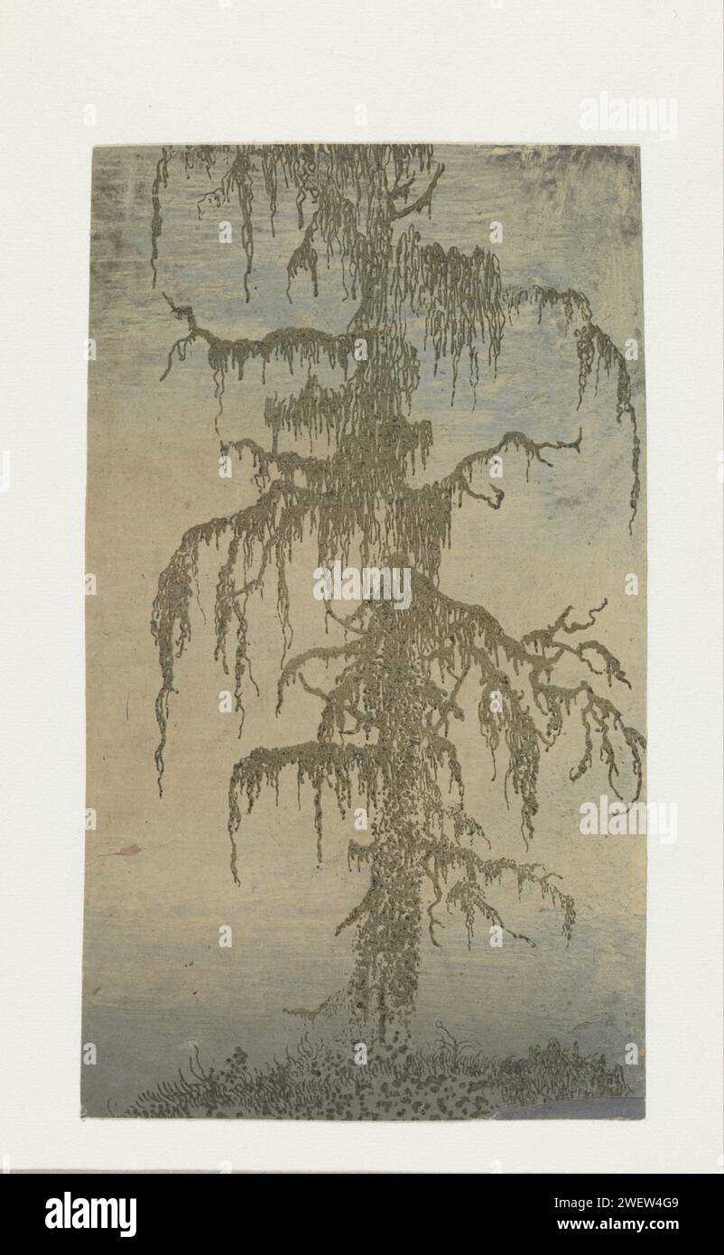 The Mossy Tree, Hercules Segers, c. 1625 - c. 1630 print Tree with moss ...