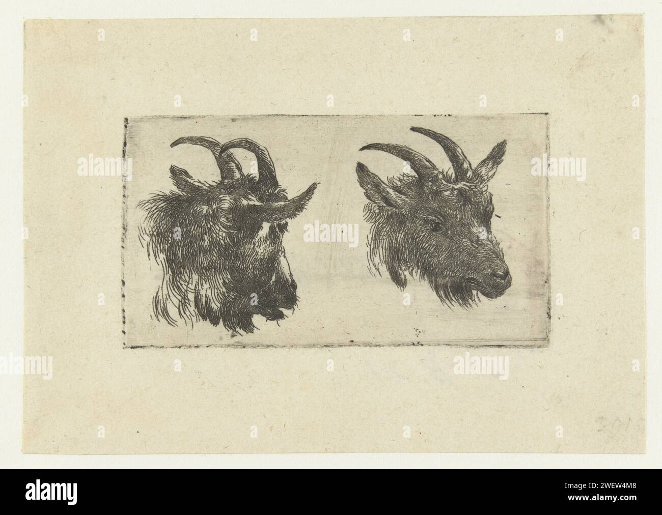 Two goats heads hi-res stock photography and images - Alamy