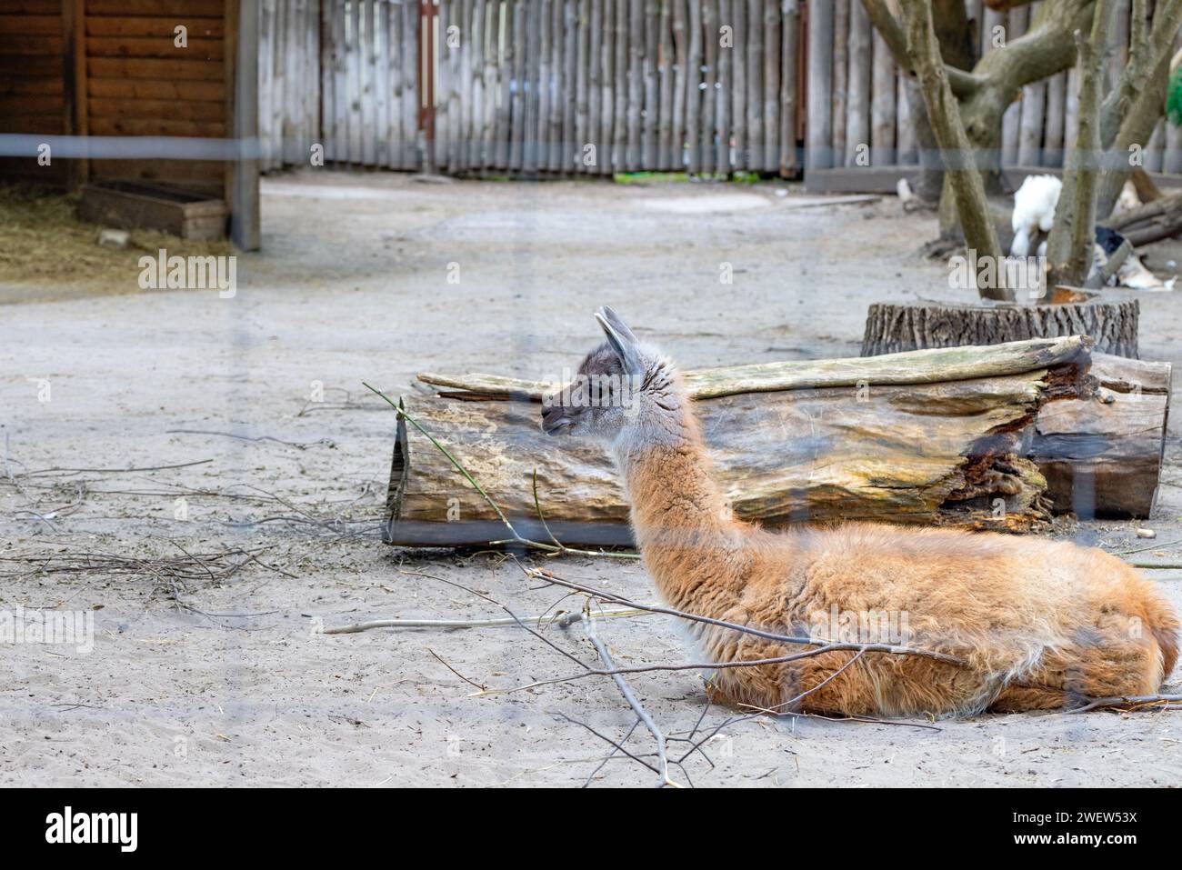 A baby llama rests in the park lying on the gray sand near an old ...