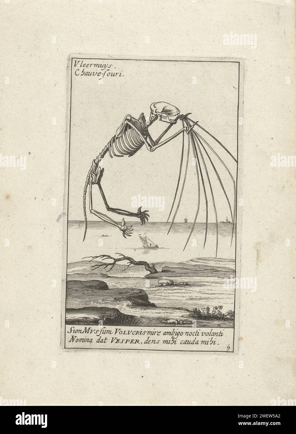 Skeleton of a bat, Hendrick Hondius, after Teodoro Filippo di Liagno ...