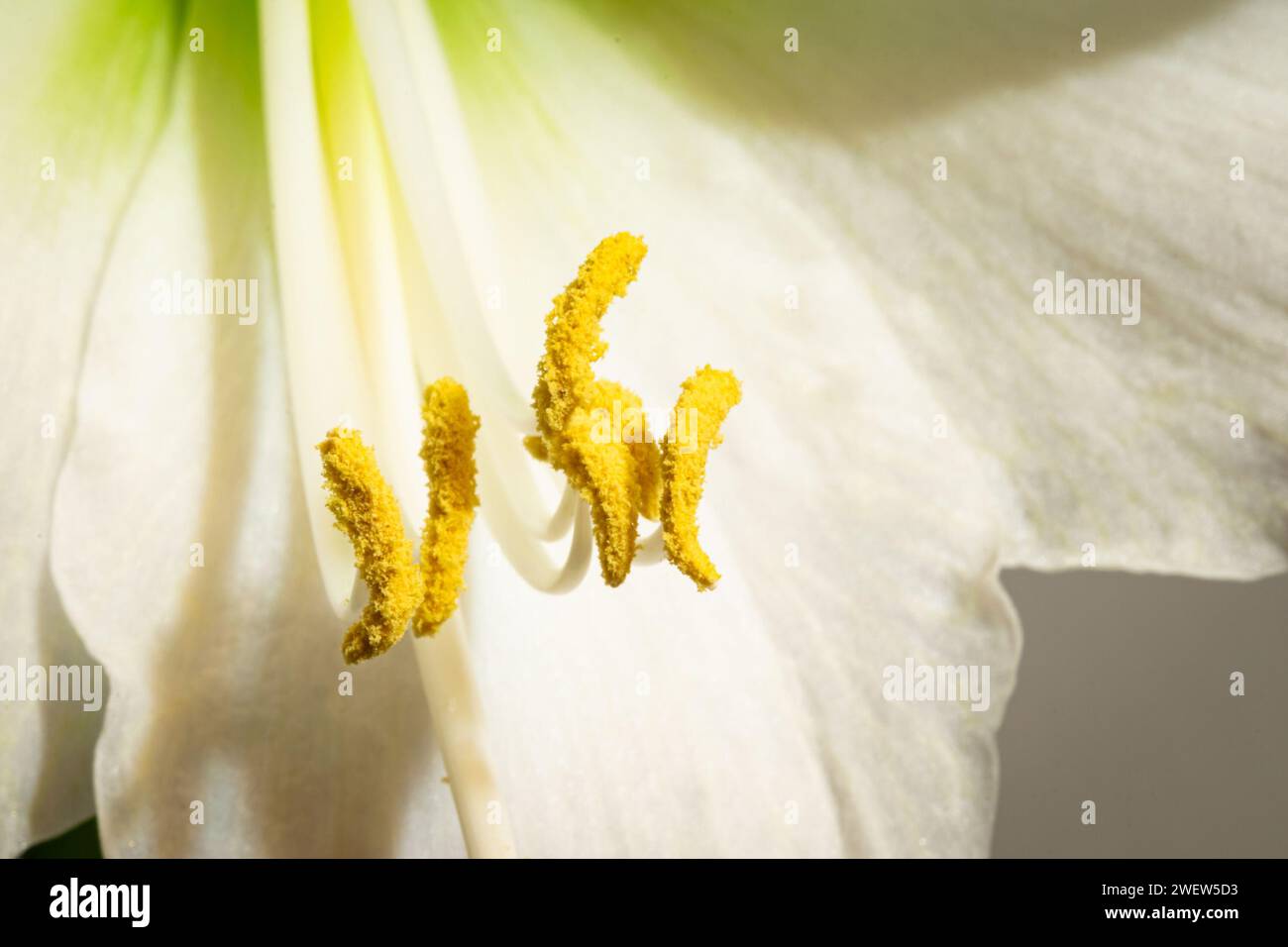 Macro image of the yellow pollen and stamen of a white flowering ...