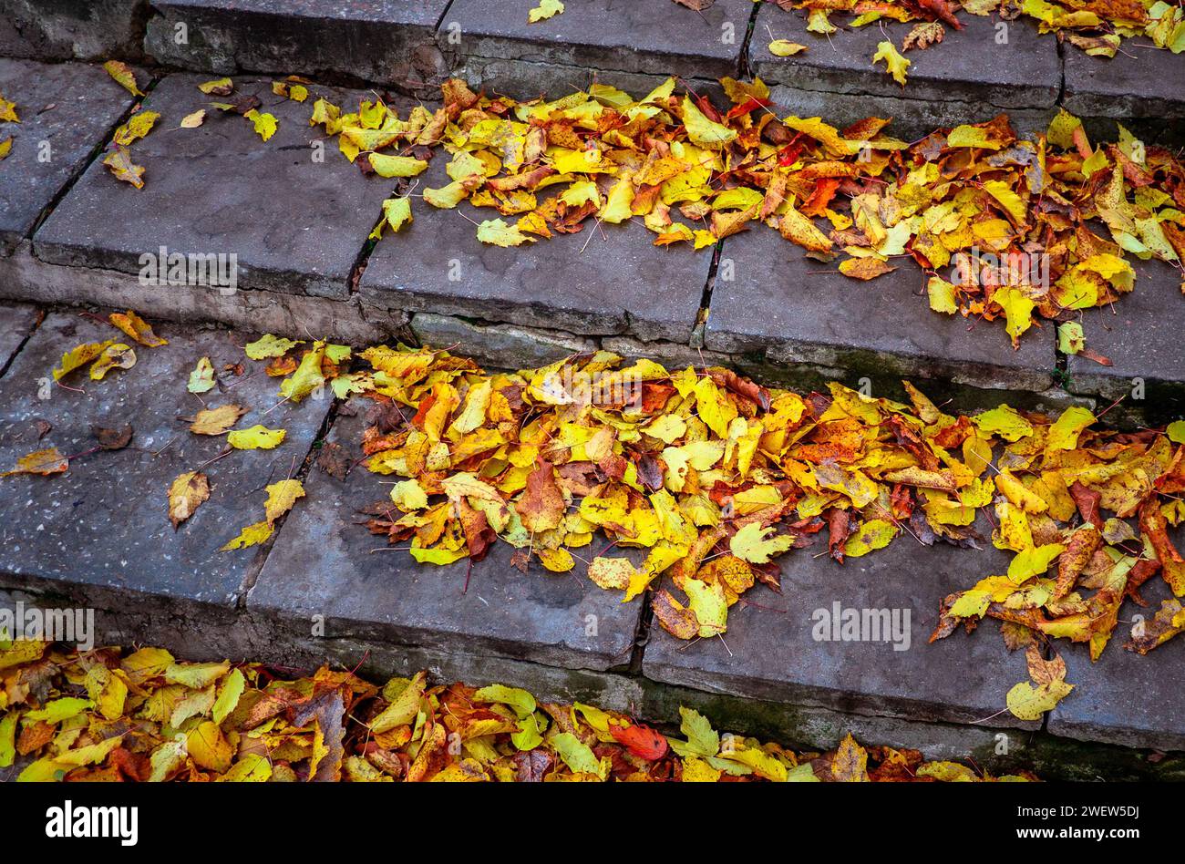 The stairs are made of concrete slabs covered with autumn foliage ...