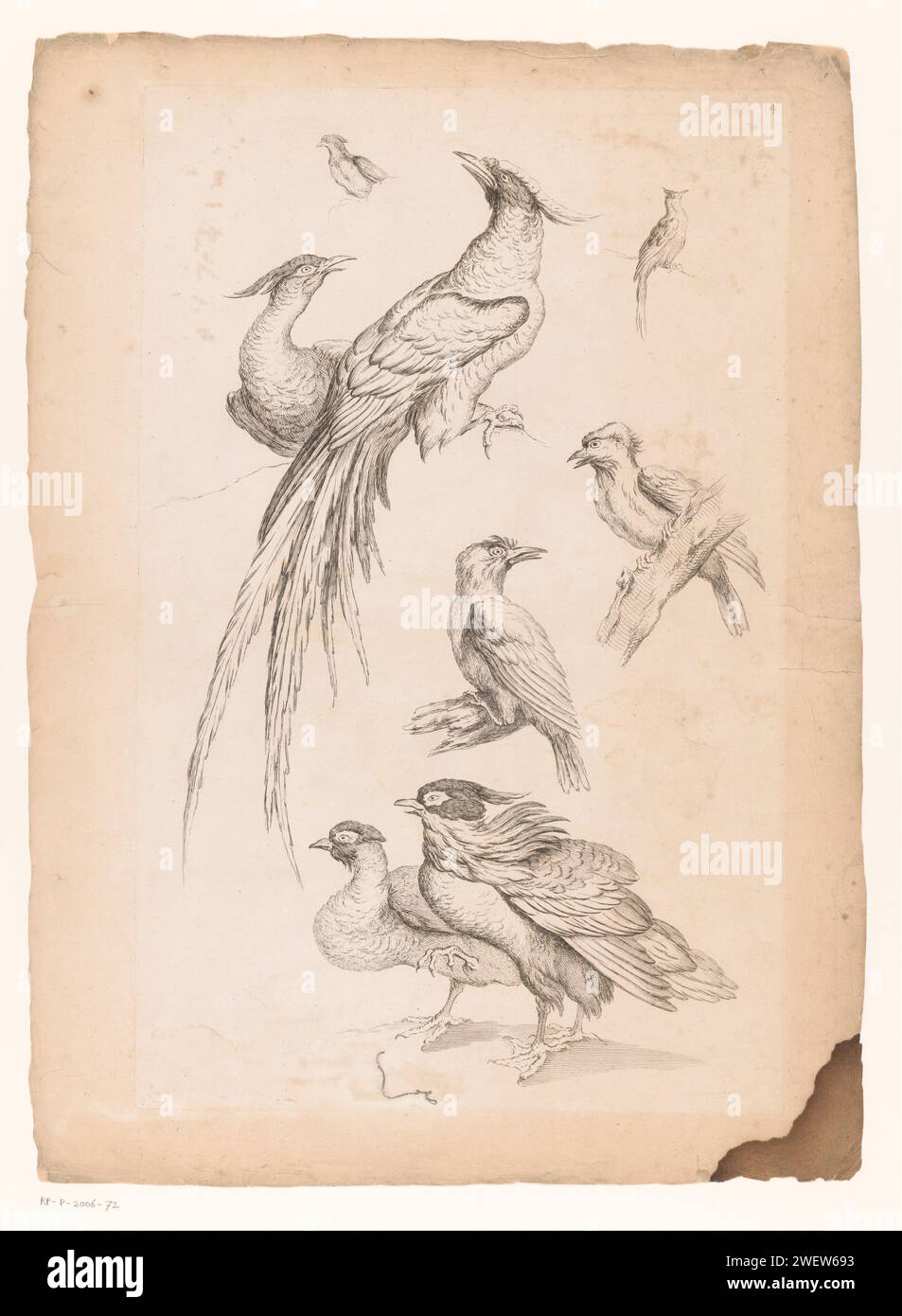 Eight Chinese birds, including possibly paradise birds, 1742 - 1750 ...