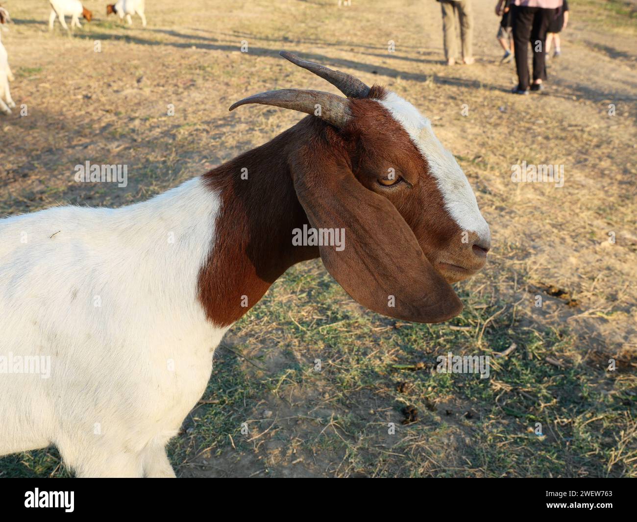 Brown and white spotted goat standing in green pasture, Mammals on the ...