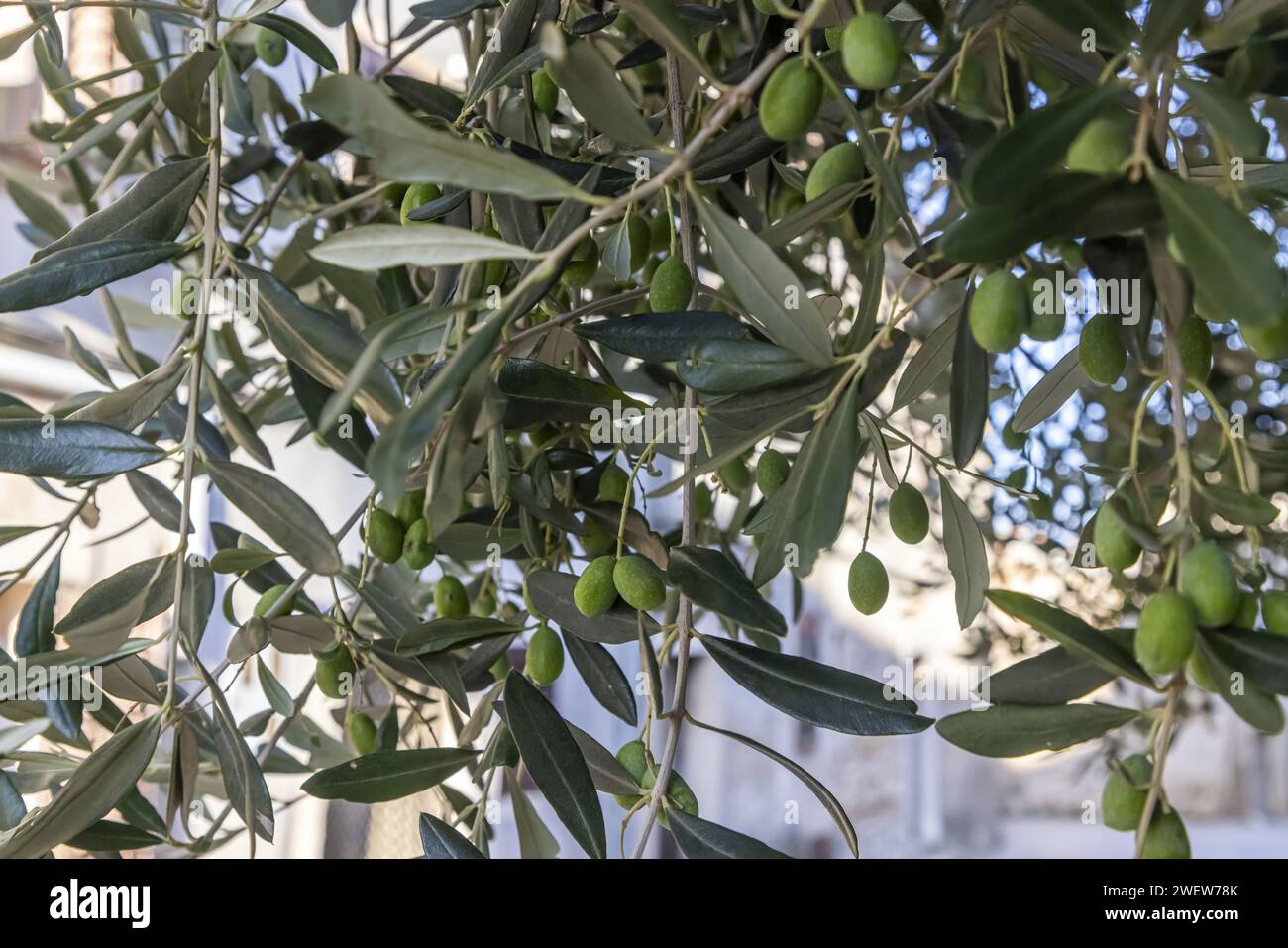 Europa olives hi-res stock photography and images - Alamy