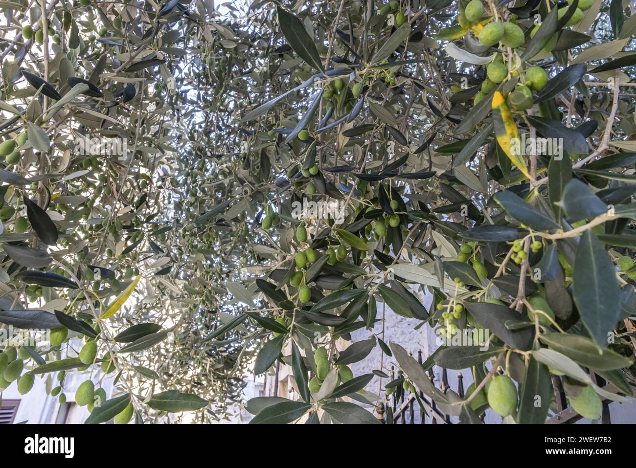 Picture of unripe green olives on an olive tree in Croatia during the ...