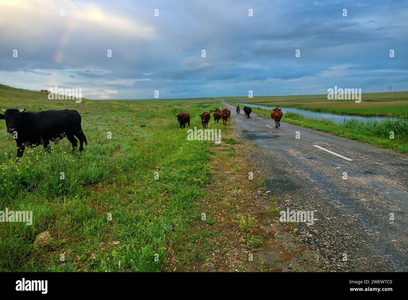 Drought tolerant cattle hi-res stock photography and images - Alamy