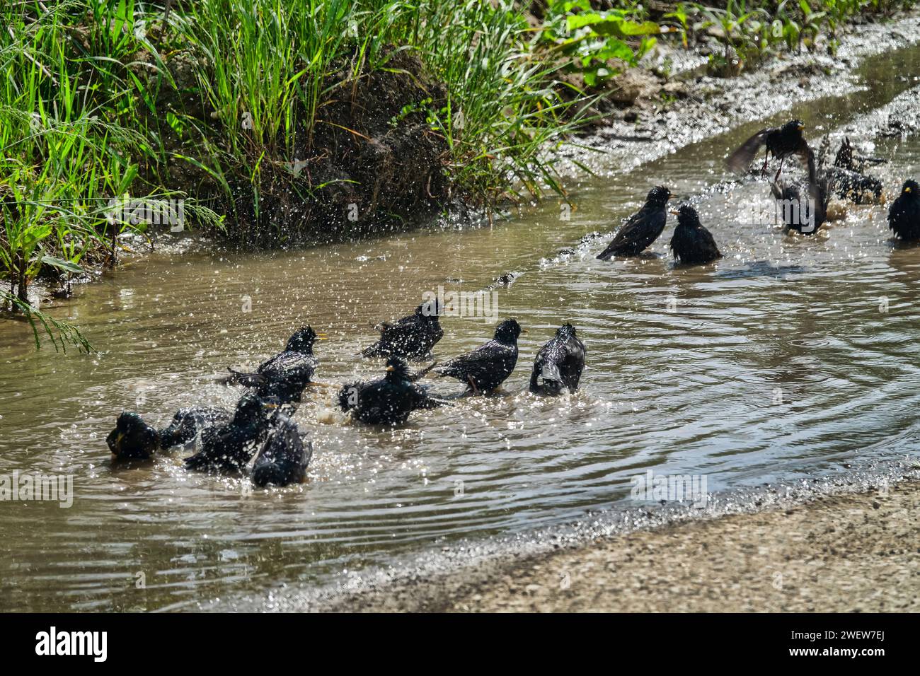 Starlings bathing in puddle hi-res stock photography and images - Alamy