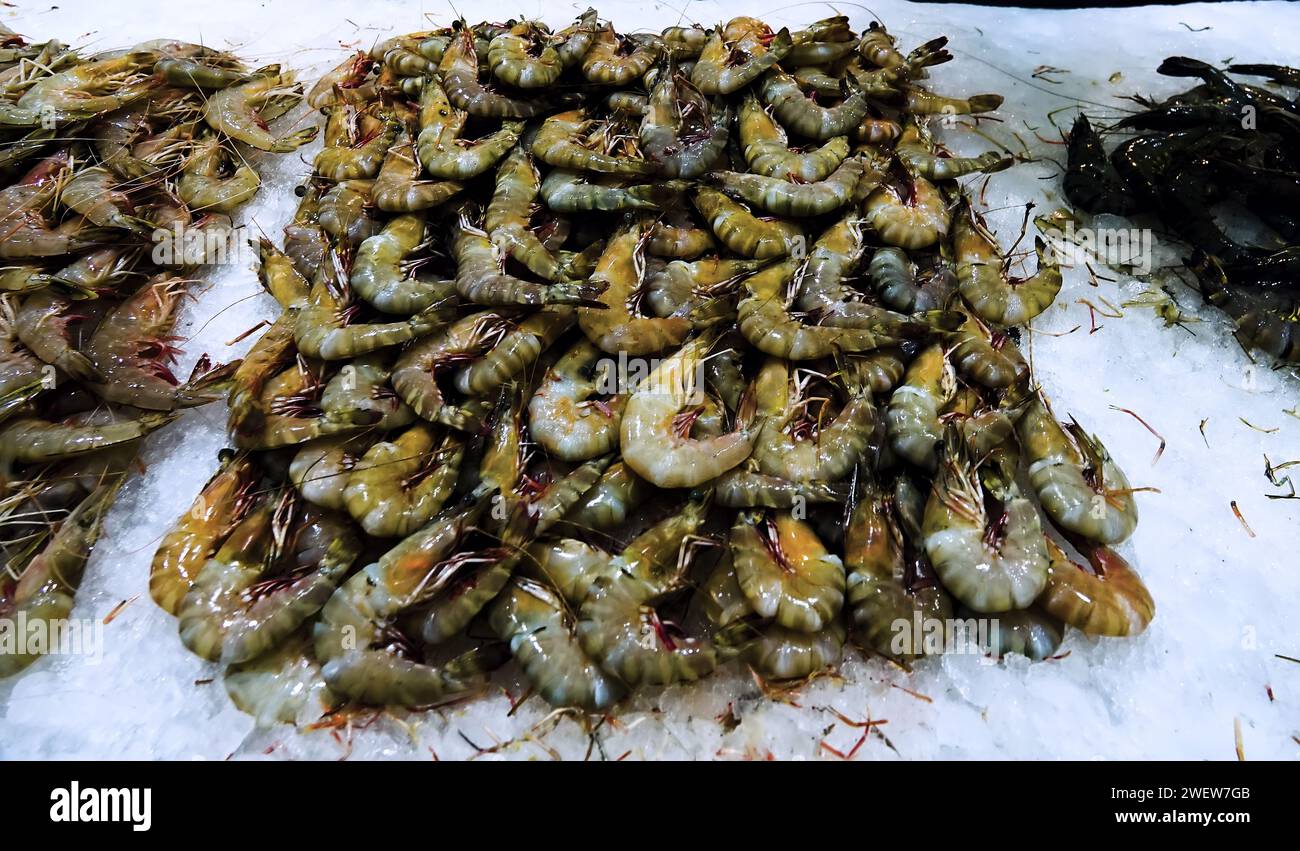 Horned pout hi-res stock photography and images - Alamy