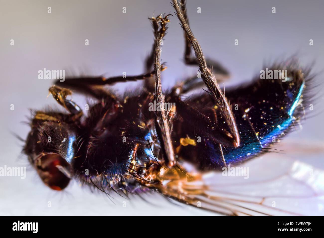 Dead blue bottle fly (Calliphora vomitoria). This cadaver fly spreads ...