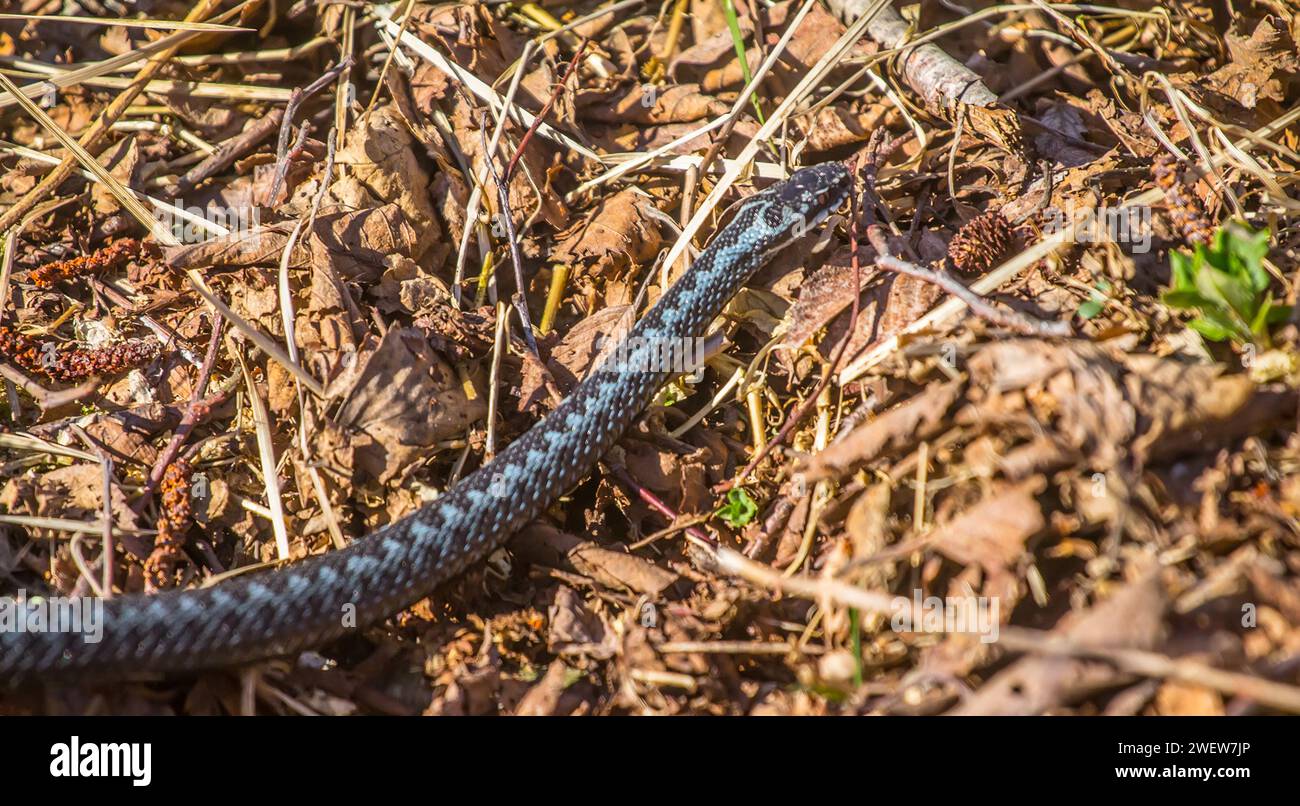 Animal color polymorphism. A rare intermediate form of adder(Vipera ...