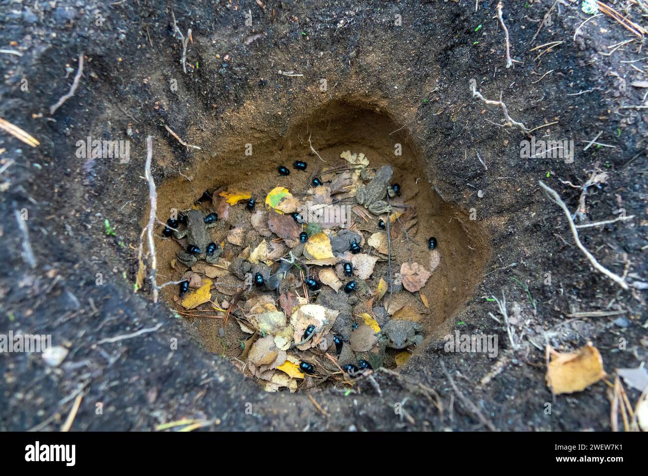 These bugs are trapped in a deadly trap. The dorbeetles fell into a man ...