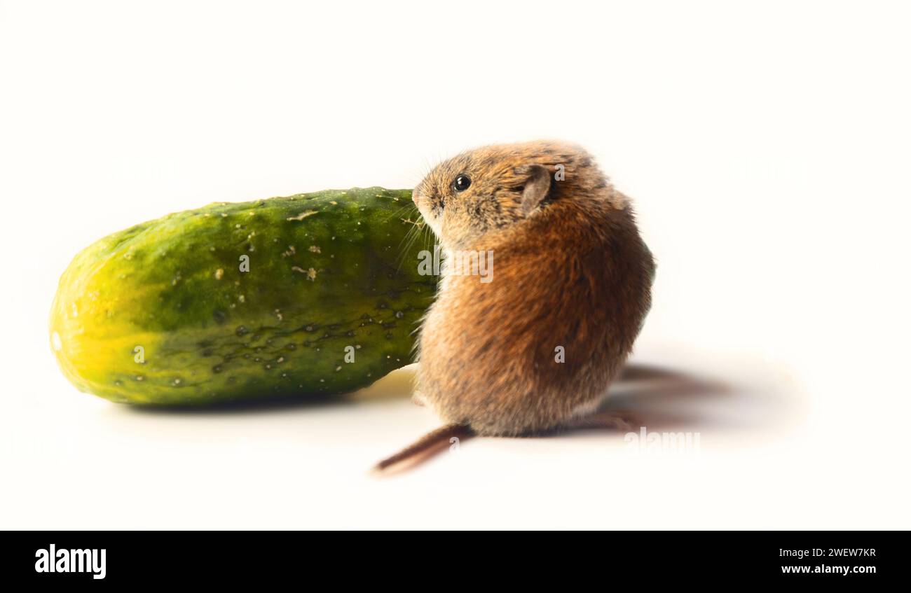 Malicious pests hi-res stock photography and images - Alamy