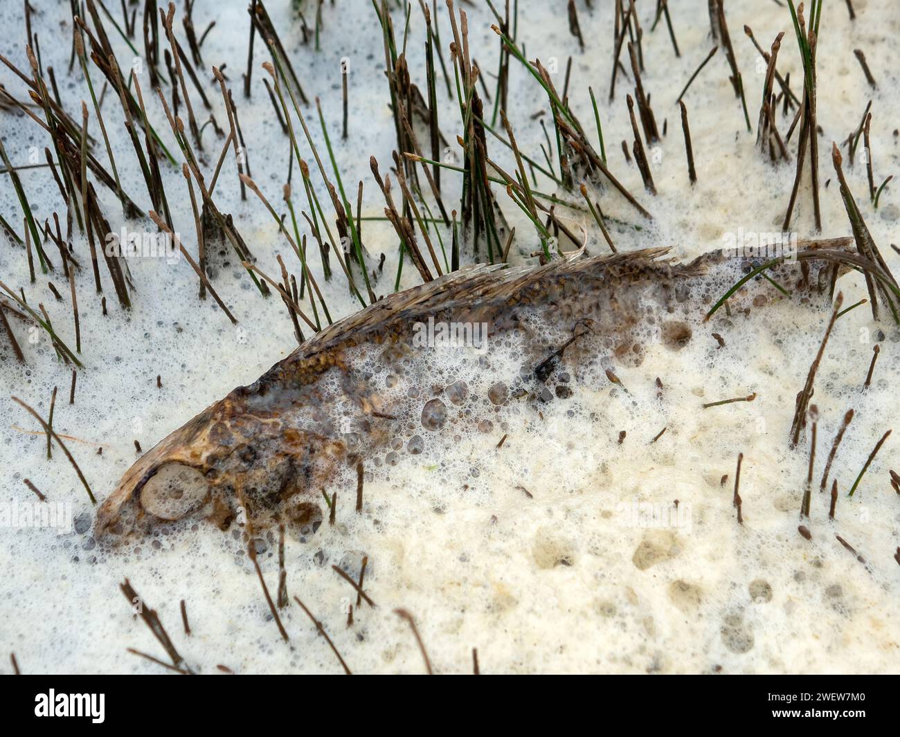 Dead fish perch in the foam. Poisoning of marine fauna, many dead fish ...