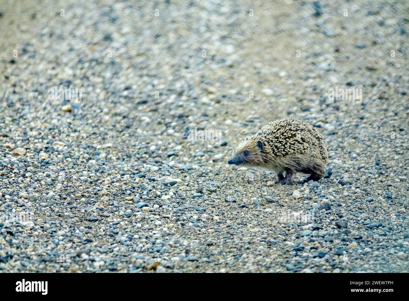 Hedgehog cross a gravelly road in front of a moving car. Shooting ...