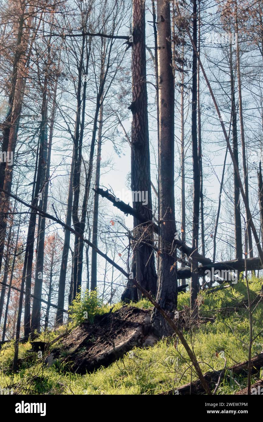 Fire-damaged forest, boreal forests. Burnt boreal forests. Wildfire low ...