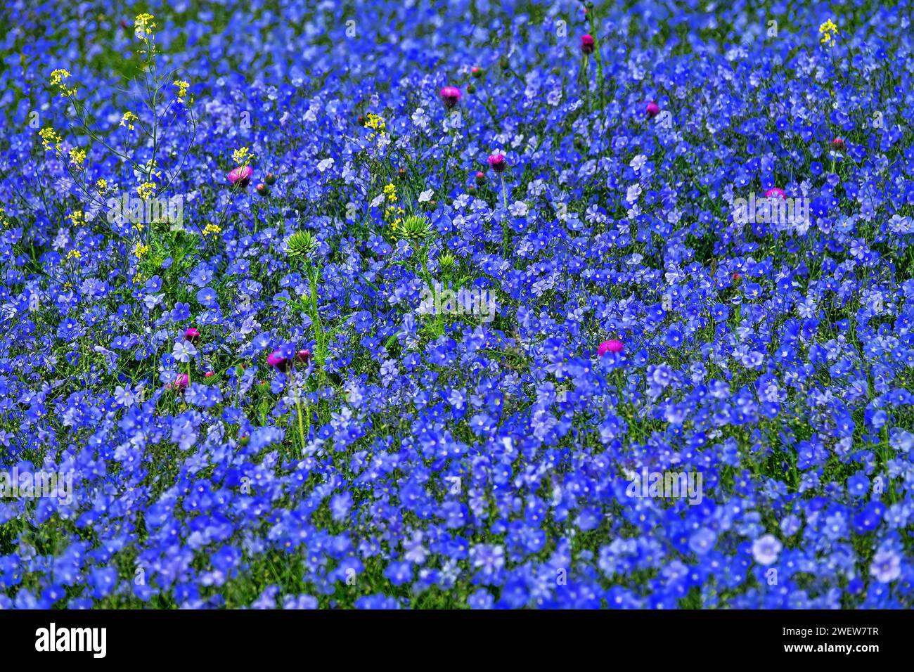 Long-stalked flax (Linum usitatissimum) blooms massively in large areas ...