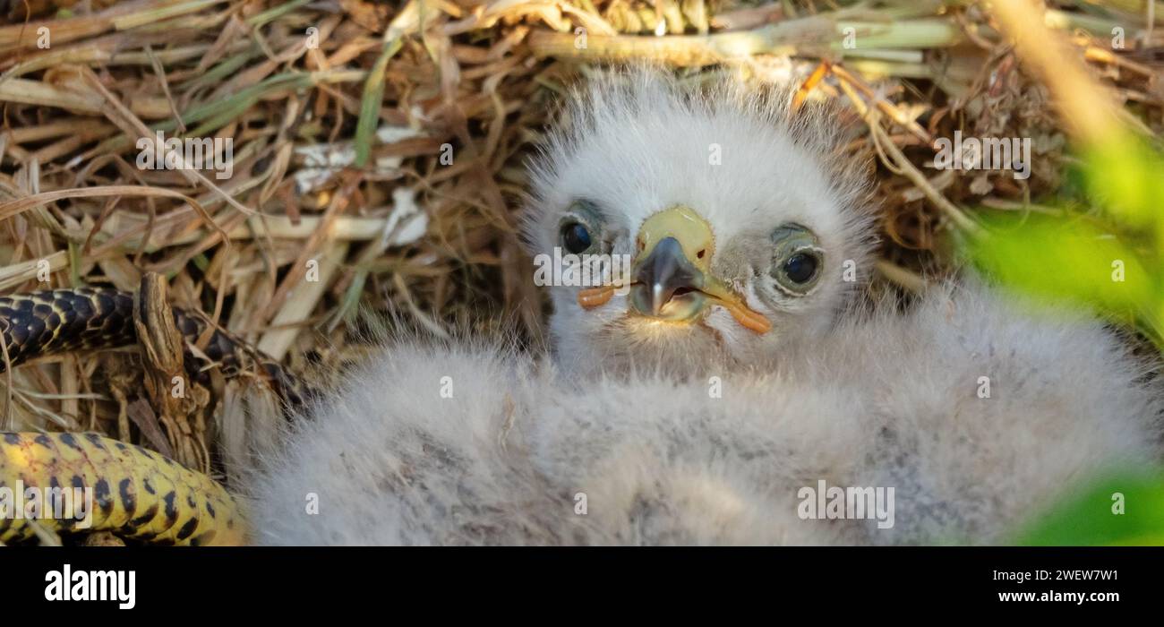 First food pyramid hi-res stock photography and images - Alamy