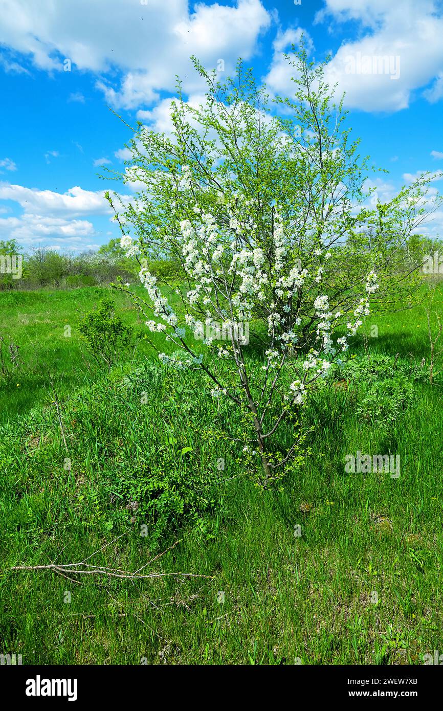 Dwarf cherry apple hi-res stock photography and images - Alamy
