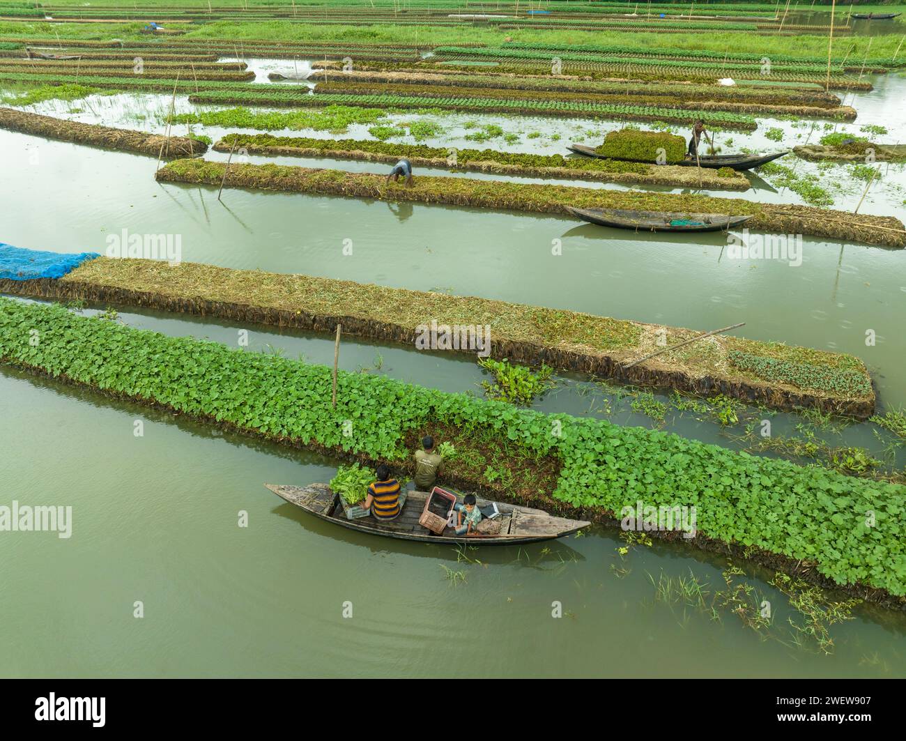Aerial view of traditional floating garden and farmers cultivate ...