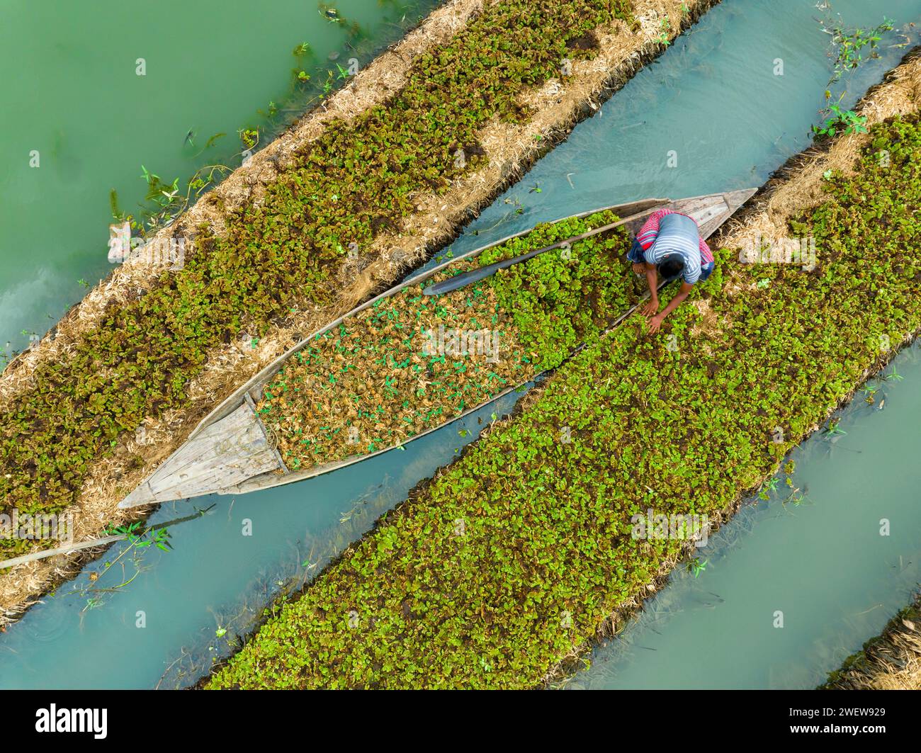 Aerial view of traditional floating garden and farmers cultivate ...