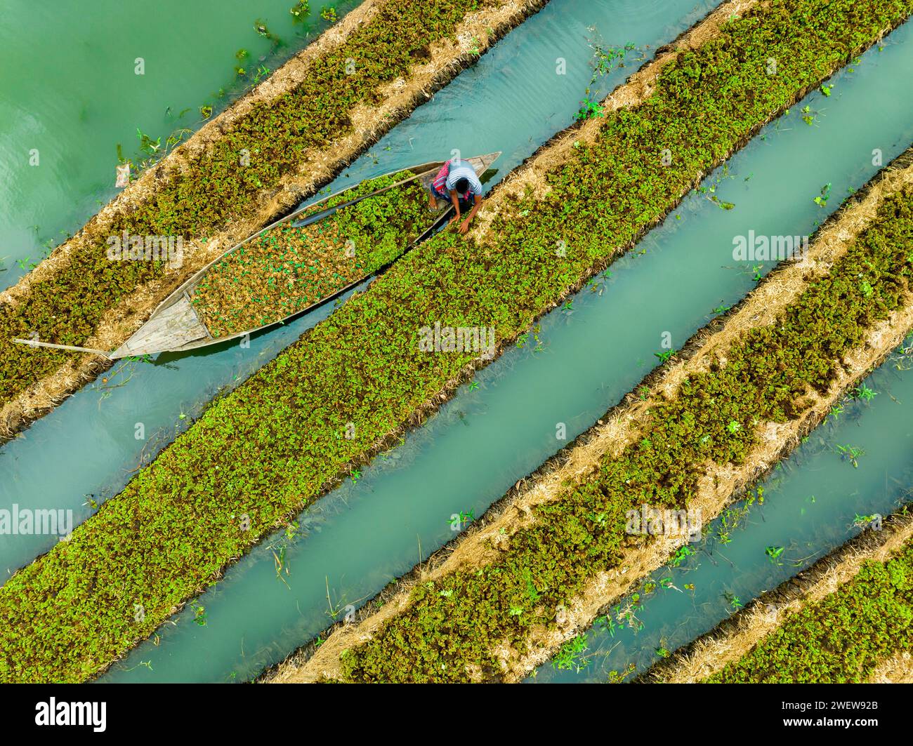 Aerial view of traditional floating garden and farmers cultivate ...